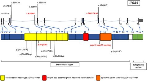 Schematic Diagram Of The Itgb6 Gene And Protein In Both Schemes All