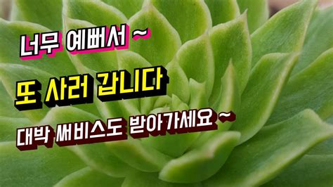 인천다육 ♦️창종류 많이 입고되었습니다 🛎010 5316 7402🏠인천 남동구 호구포로400 Youtube