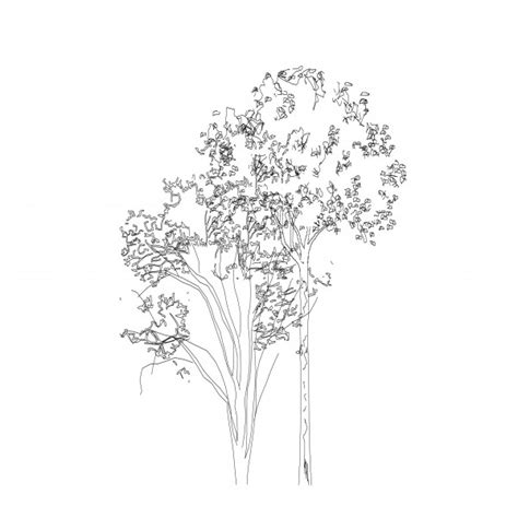 FREE TREE ELEVATION CAD BLOCK DWG DXF PDF FORMAT FREE CADS