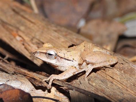 Commonplace Commentary Brown Tree Frog