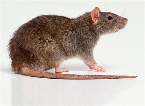 Qatar E Nature Brown Rat