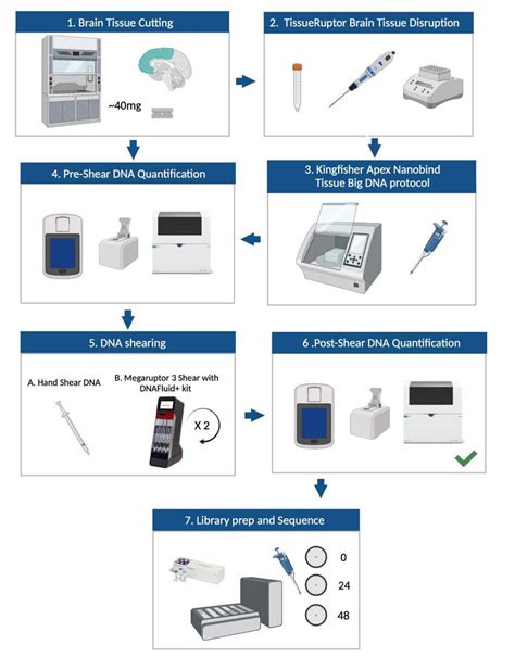 Overview Of Hmw Brain Dna Extraction And Ont Sequencing Protocol