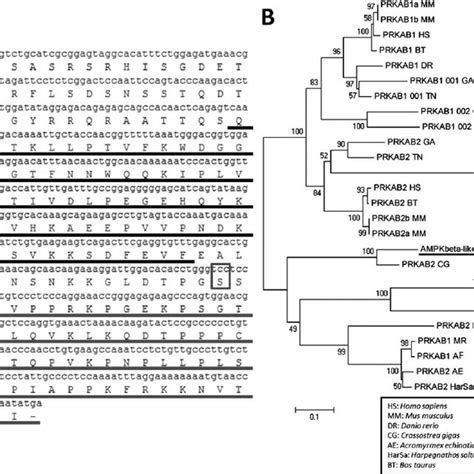 A Nucleotide And Deduced Amino Acid Sequences Of Crassostrea Gigas