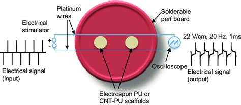 A Schematic Diagram Shows Experimental Setup For Applying The Biphasic Download Scientific