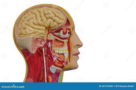 Human Head Cross Section Educational Mode Stock Image Image Of
