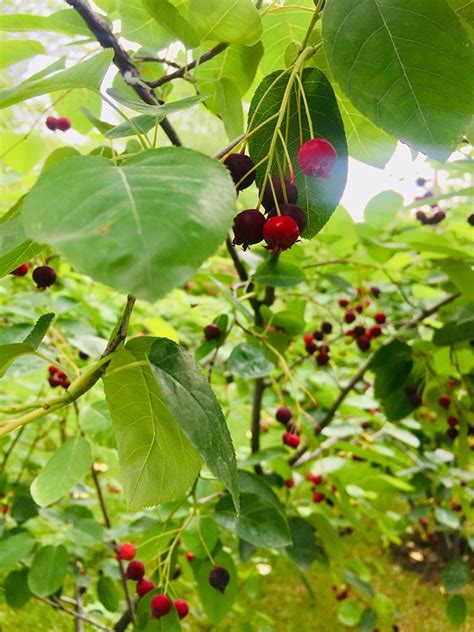 Cherries The Green Nature - Free photo on Pixabay - Pixabay