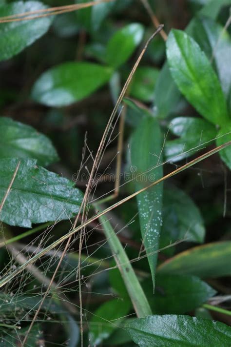 Leaves Close Shot With Small Branches With Natural Spot Stock Image Image Of Tree Branch