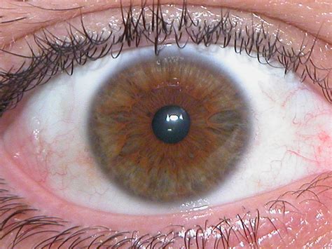 How Segment Correctly The Pupil And Iris Opencv Qanda Forum