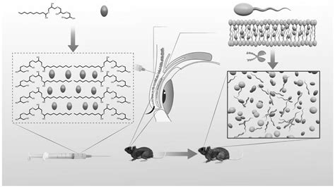 Injectable Hydrogel System And Preparation Method Thereof Eureka