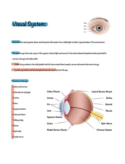 Solution Anatomyvisual System Studypool