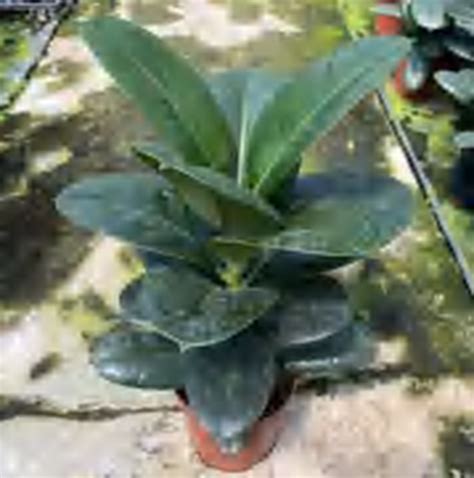 Ficus Sofia Green Prince Tissue Culture 1 Plant Foshan Growers