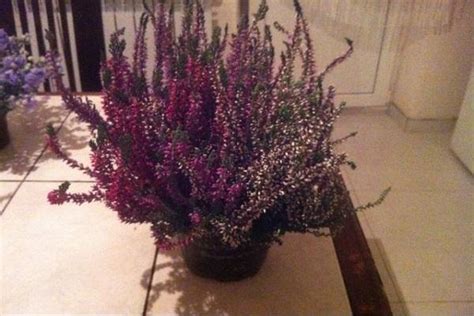 Вереск в домашних условиях в горшке: посадка и уход, как выращивать