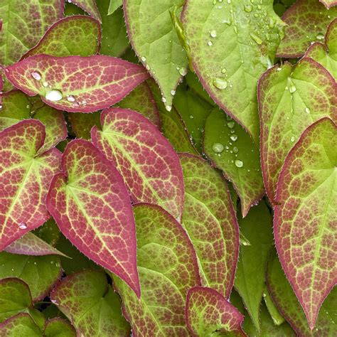 Epimedium Rubrum