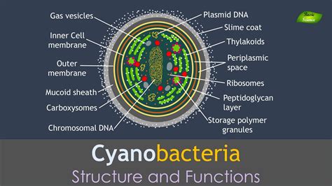 Cyanobacteria Structure And Functions Basic Science Series Youtube