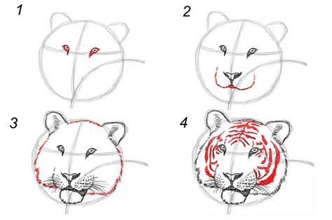 Step By Step Instructions How To Draw A Tiger Visual Art