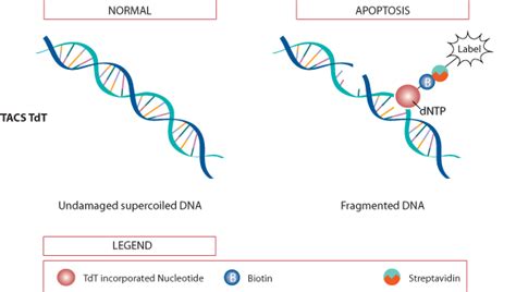 Tunel Assay Principle Tacs Tdt Randd Systems