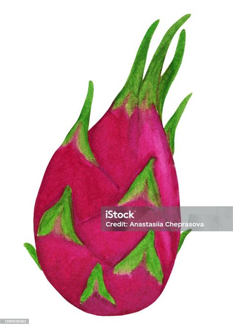 흰색 배경에 고립 된 붉은 수채화 드래곤 과일입니다 원시 이국적인 태국 과일 피타야 로고 0명에 대한 스톡 벡터 아트 및 기타 이미지 Istock