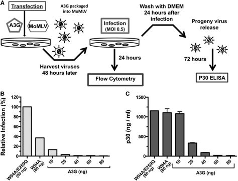 Effect Of Deamination On Momlv Particle Release A Diagram Of The