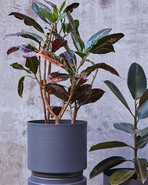 Pin En Plantas Para Interior Y Macetas Nicas