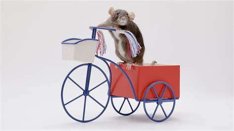 Ratty Highlight Meet My Dwarf Rat French Fry Album On Imgur