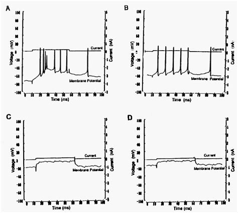 Figure 9 From Membrane Properties Of Mouse Dorsal Cochlear Nucleus Neurons In Vitro Semantic