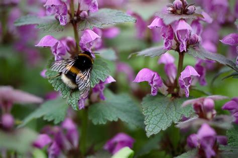 Bumblebee Vs Bee Key Differences Revealed Beekeeper Corner
