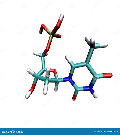 Thymine Base Stock Illustrations 282 Thymine Base Stock Illustrations