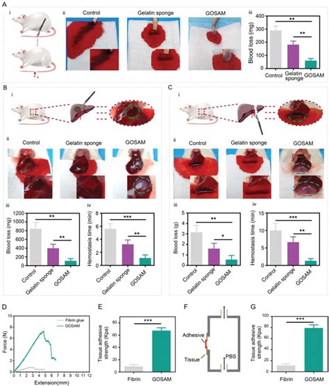 hemostatic property and adhesive capability of gosam a rat‐tail