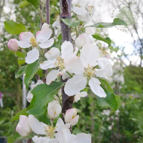 Christmas Pippin Apple Tree Malus For Sale Ornamental Trees