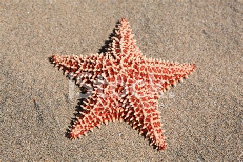 불가사리 스톡 사진 Freeimages