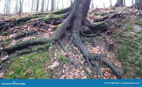 Tree Roots With Ground Covered With Moss In Forest Stock Photo Image Of Seasonal Tree