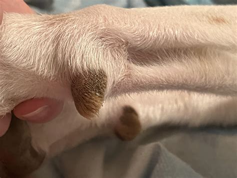 Hyperkeratosis Dog How To Treat Hyperkeratosis In Dogs Volhard Dog