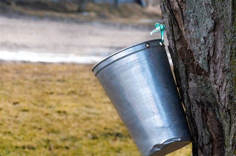 Premium Photo Collecting Sap To Make Maple Syrup