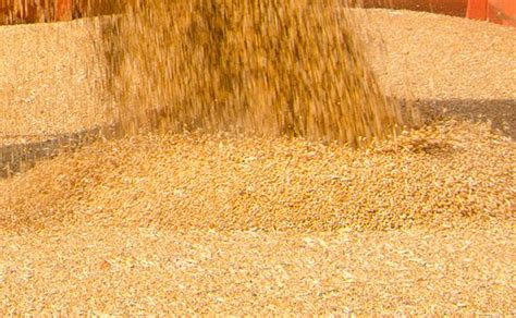 Wheat Production A Back To Back Lower Crop Year Agriculture Post