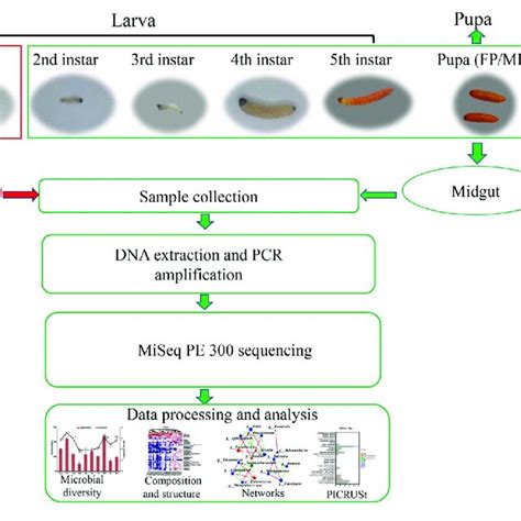 Comparison Of Predicted Kegg Functions Of Gut Bacteria In The Download Scientific Diagram