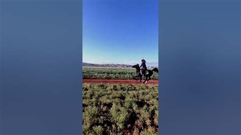 الأبو فارس😍🔥 Youtube