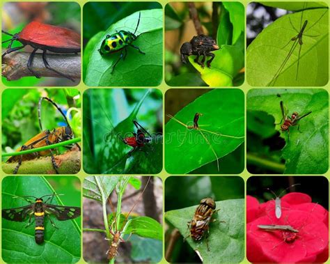 Collection Of Insects In A Box Stock Image Image Of Pairs Flower