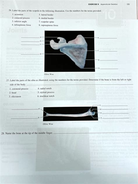 26 Label The Parts Of The Scapula In The Following Illustration Use The