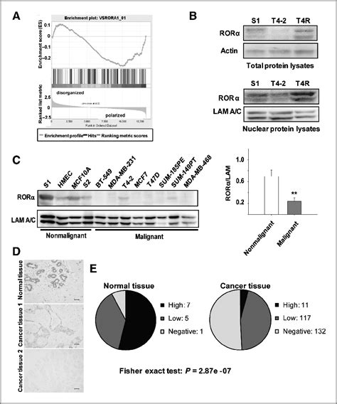 Semaphorin Plexin Signaling Pathway Involved In Neuron Projection Guidance Semantic Scholar