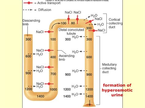 Renal Physiology Introduction