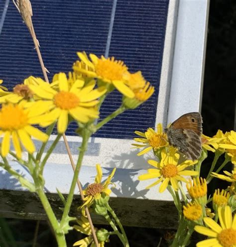 Bluefield The Foundation