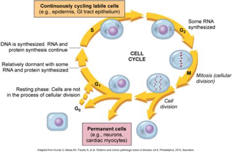 Patho Cellular Proliferation And Differentiation Flashcards Quizlet