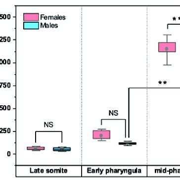 Panels Showing The Sex Dimorphic Pattern Of Germ Cell Proliferation In Download Scientific