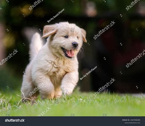 Running Golden Retriever