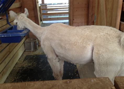 Never Trust A Llama Grasping For Objectivity