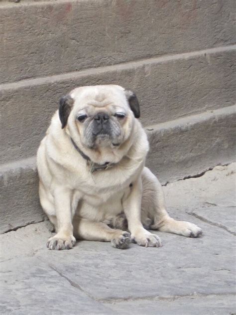 23 Grumpy Dogs That Are Not Talking To You Any More