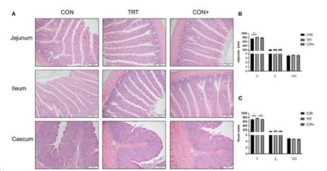 Figure E Eeect Of Diierent Treatments On Intestinal Morphology A