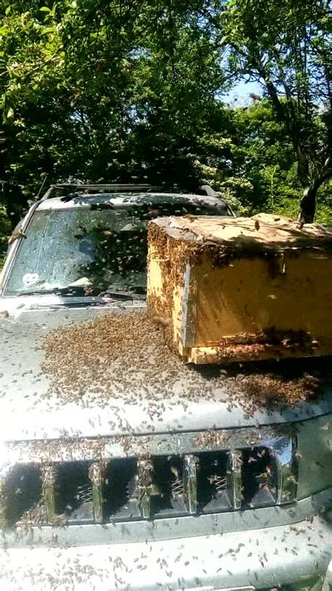 მეფუტკრეობის პროდუქტები Home Facebook