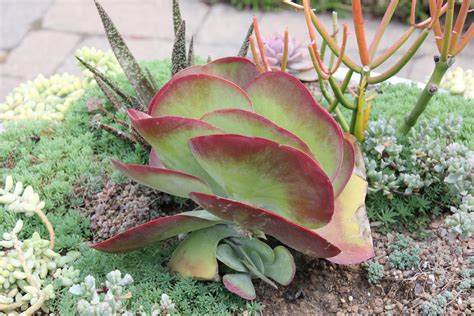 Flapjacks Kalanchoe Spp Wisconsin Horticulture