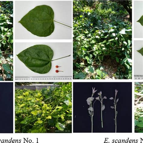 Genetic Distance And Similarity Coefficient Matrix Of 34 Germplasms Of